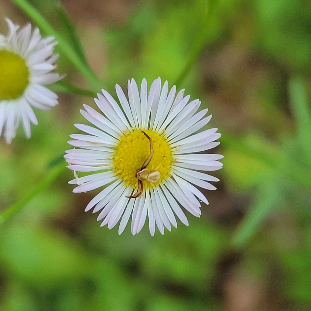 white-banded crab spider from Warren, TX 77664, USA on May 14, 2022 at ...