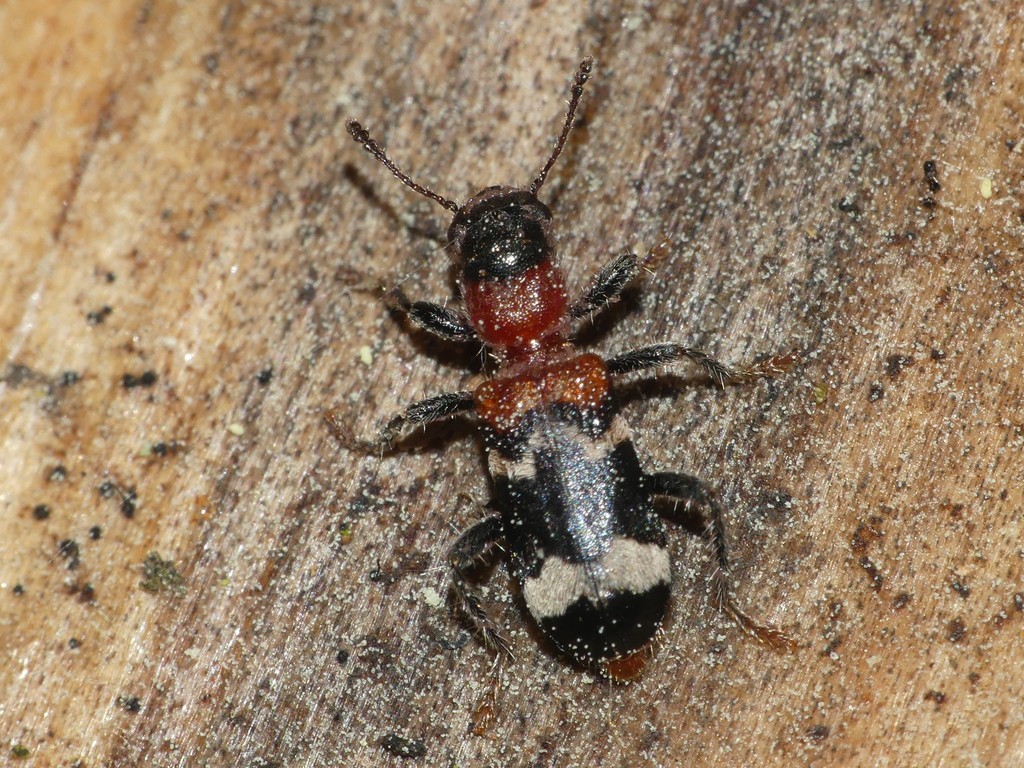 European Red-bellied Clerid in May 2022 by Romain Clément · iNaturalist