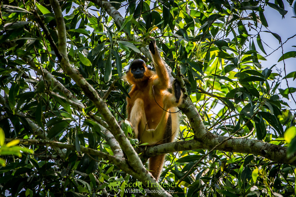 Capped Lutung in July 2013 by NatureStills. Male Capped Langur ...