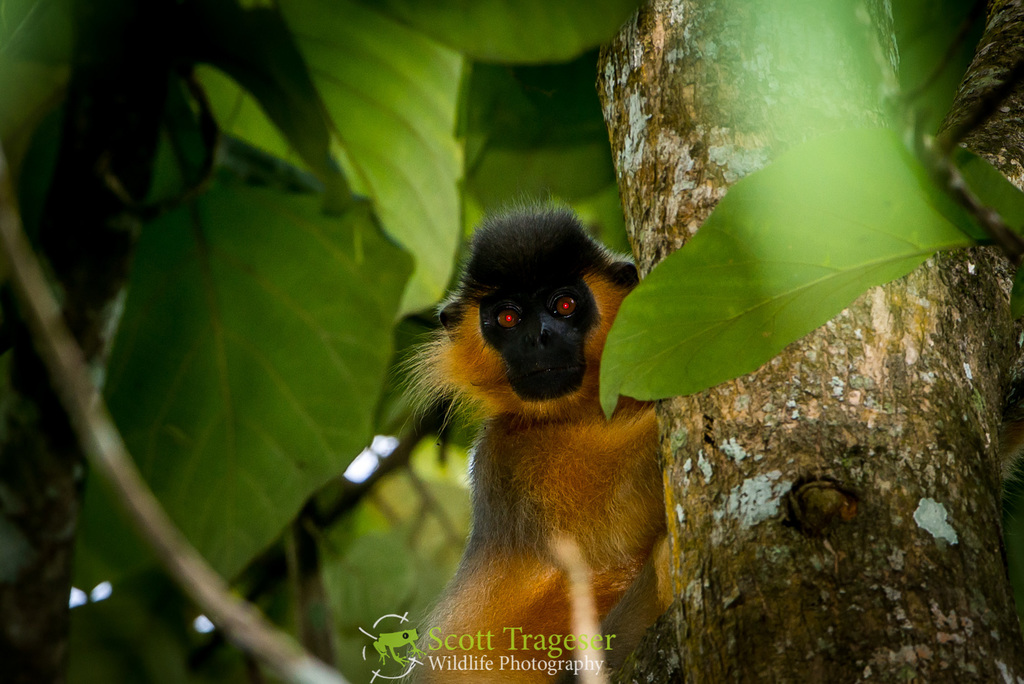 Capped Lutung in July 2013 by NatureStills. Male Capped Langur ...
