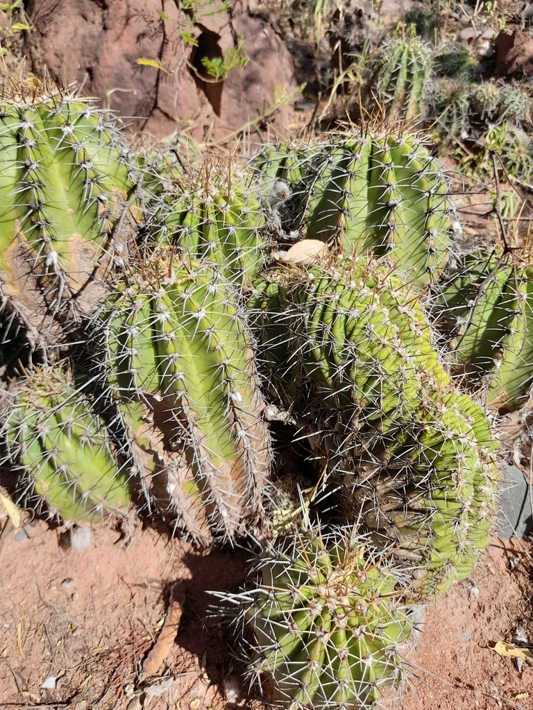 Echinopsis albispinosa in April 2022 by Fran Ramon · iNaturalist