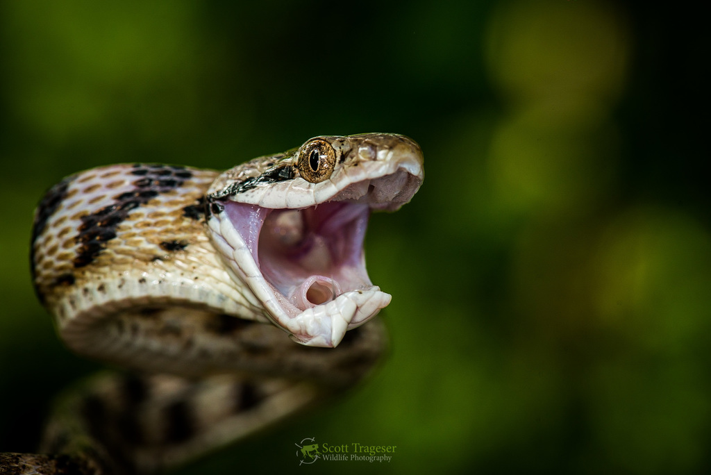Eyed Cat Snake from lawachara on July 14, 2013 at 10:30 PM by ...