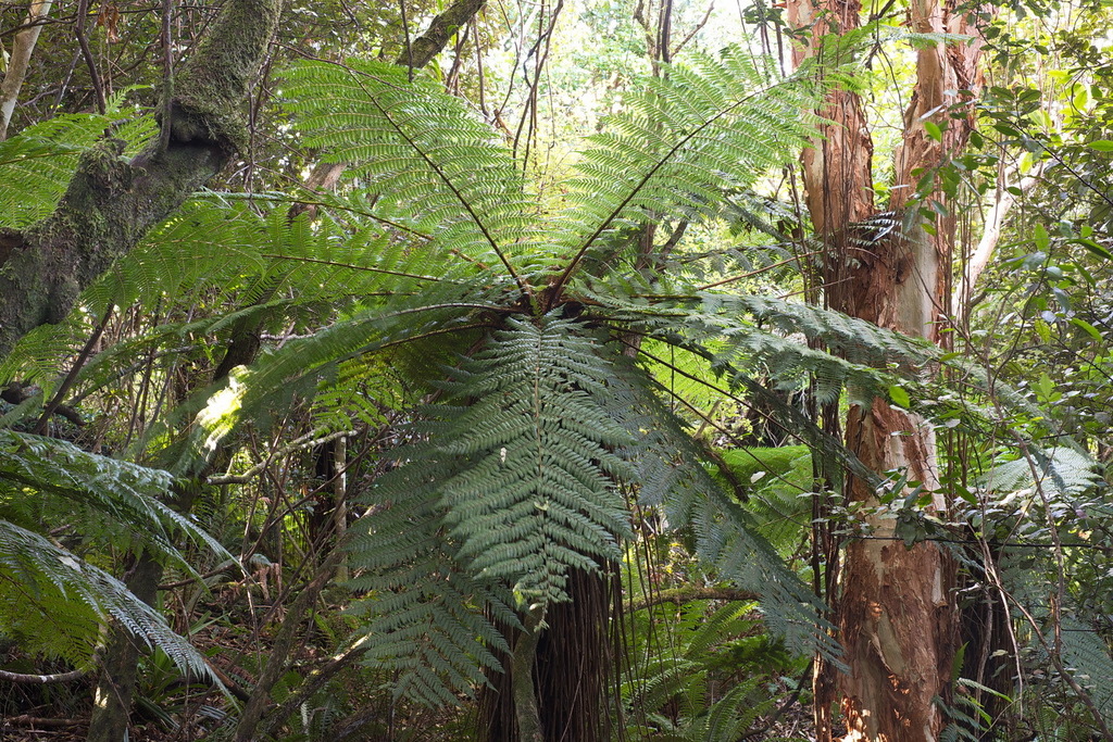 Smith's tree fern from Leith Saddle, Upper Waitati Valley, Dunedin on ...