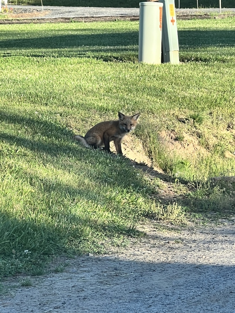 Red Fox from Francis Rd, Westfield, NC, US on May 12, 2022 at 07:21 AM ...