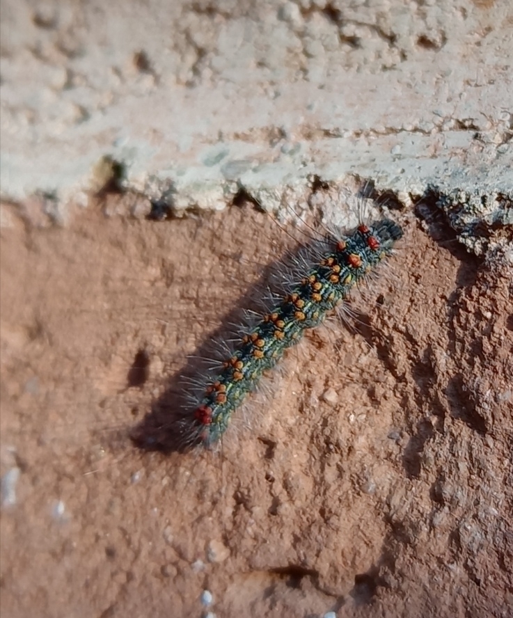 Inopsis desde Irapuato, Guanajuato, México el 15 de mayo de 2022 a las ...