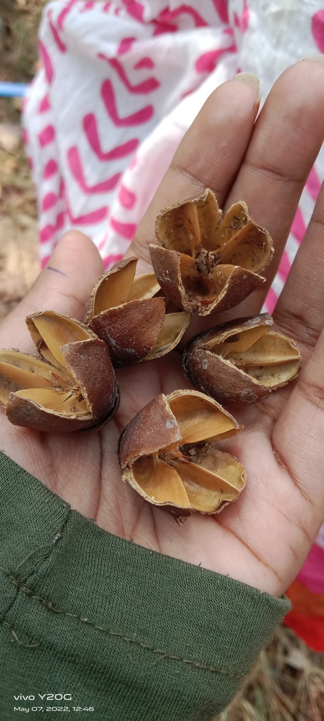 Lendia from Pali on May 7, 2022 at 12:46 PM by Prachi Ujala · iNaturalist