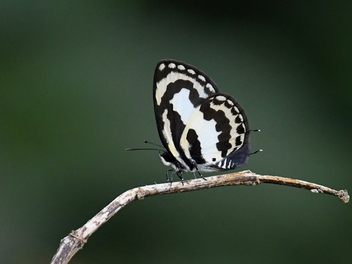 Caleta argola · iNaturalist