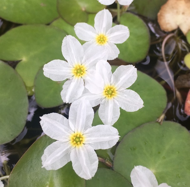 crested floating-heart from Alawwa, Kurunegala, Sri Lanka on August 23 ...