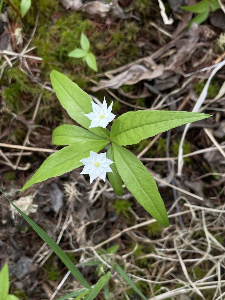 northern starflower in May 2022 by Caitlin Burke · iNaturalist