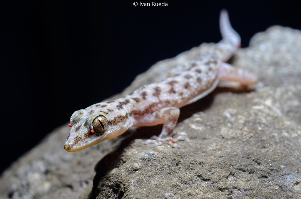 Oaxacan Leaf-toed Gecko from Santa María Huatulco, OAX, MX on May 16 ...