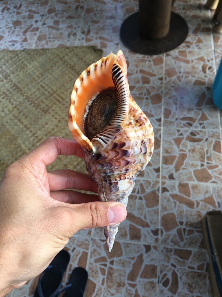 Giant Triton Snail from Nouvelle-Calédonie, , Nouvelle-Calédonie, NC on ...