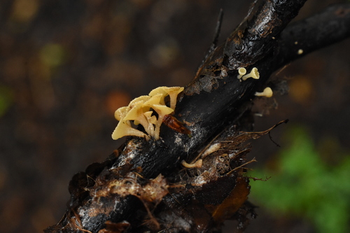 (Poculum)
