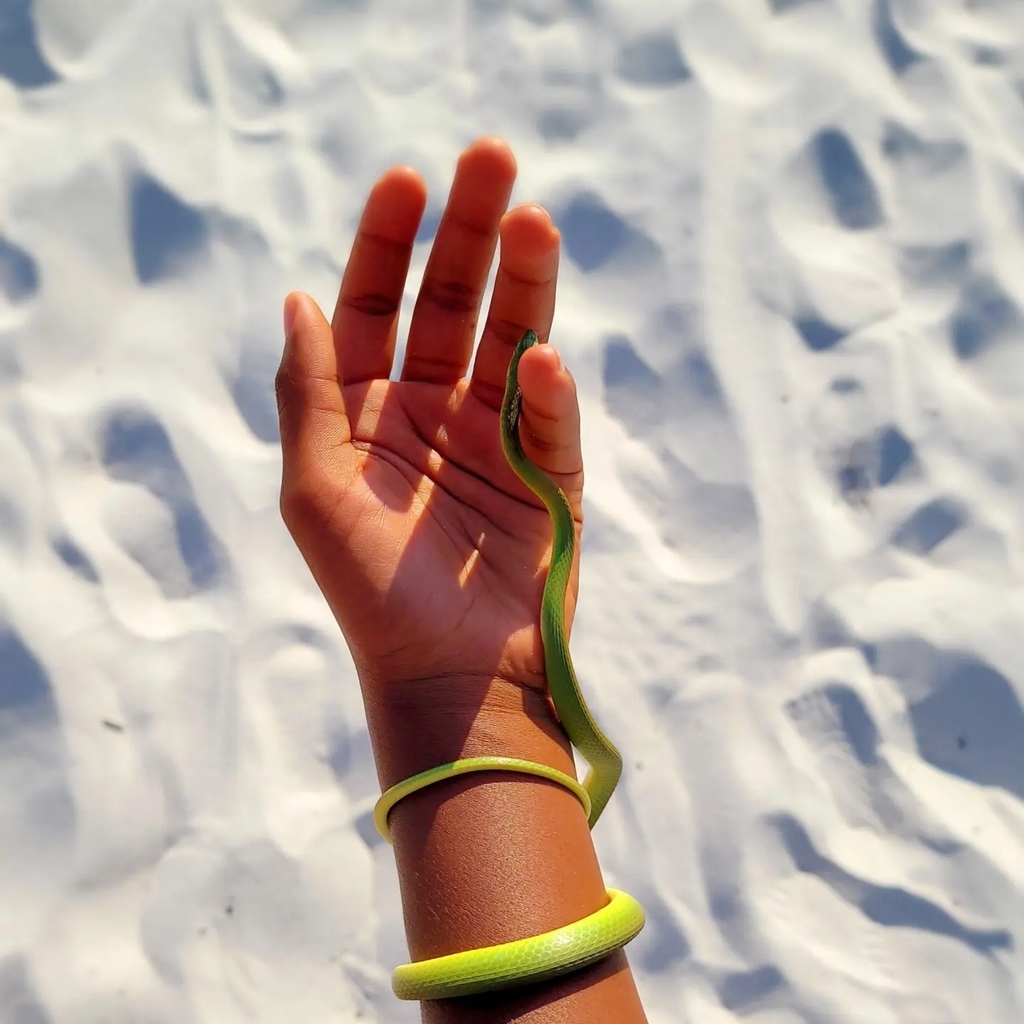 Rough Greensnake from Inlet Beach, FL 32413, USA on May 12, 2022 at 05: ...