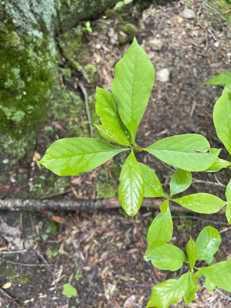 Tupelos from Tower City, PA, US on May 16, 2022 at 01:44 PM by Joseph ...