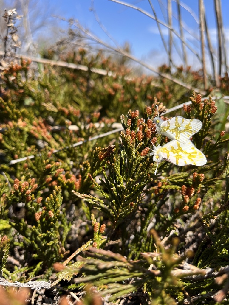 Olympia Marble in May 2022 by Esme Batten. Six Olympia Marbles flying ...