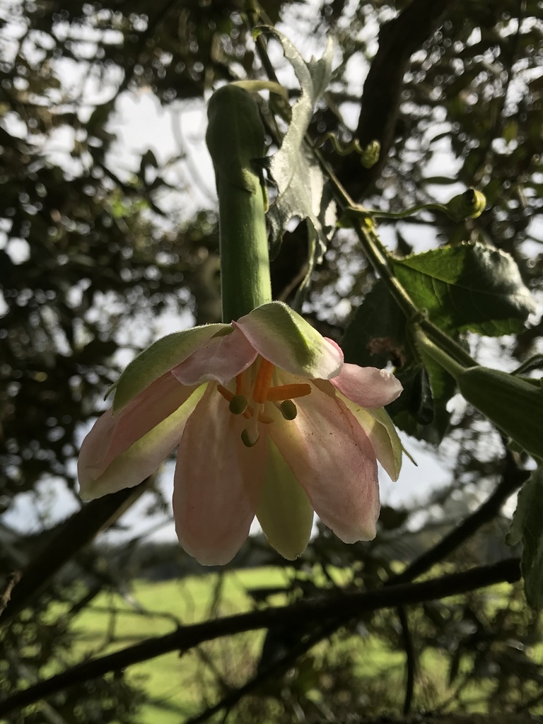 Passiflora tripartita (Plantas útiles del bosque alto andino Colombiano ...