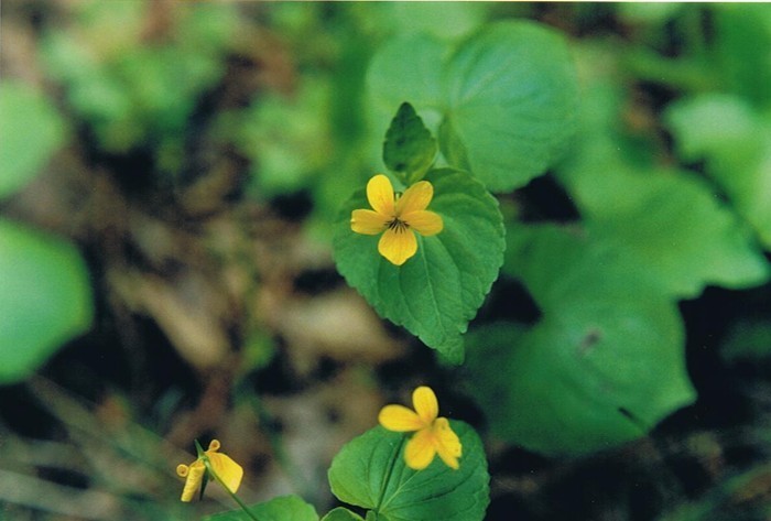 stream violet from Montana, USA on April 01, 2005 by Gregg Below-Fi ...