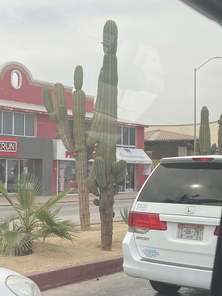 Mexican Giant Cactus from Costco Drive, Los Cabos, BCS, MX on May 16 ...