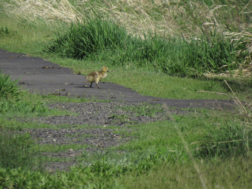 Canada Goose from Spokane County, WA, USA on May 09, 2018 at 04:09 AM ...