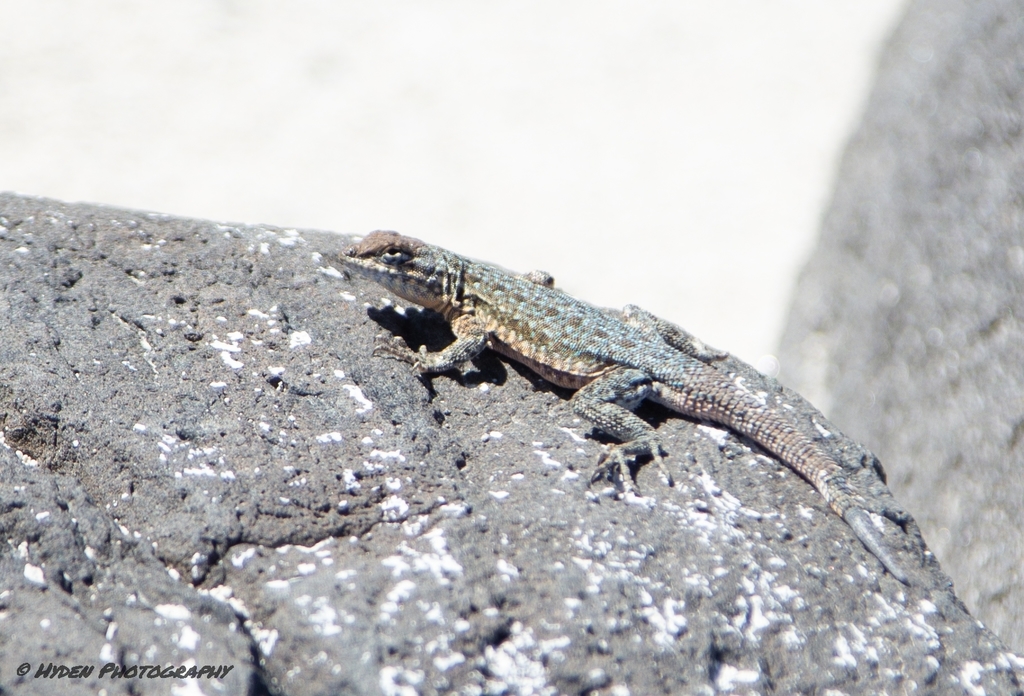 Common Side-blotched Lizard from Box Elder County, UT, USA on May 15 ...