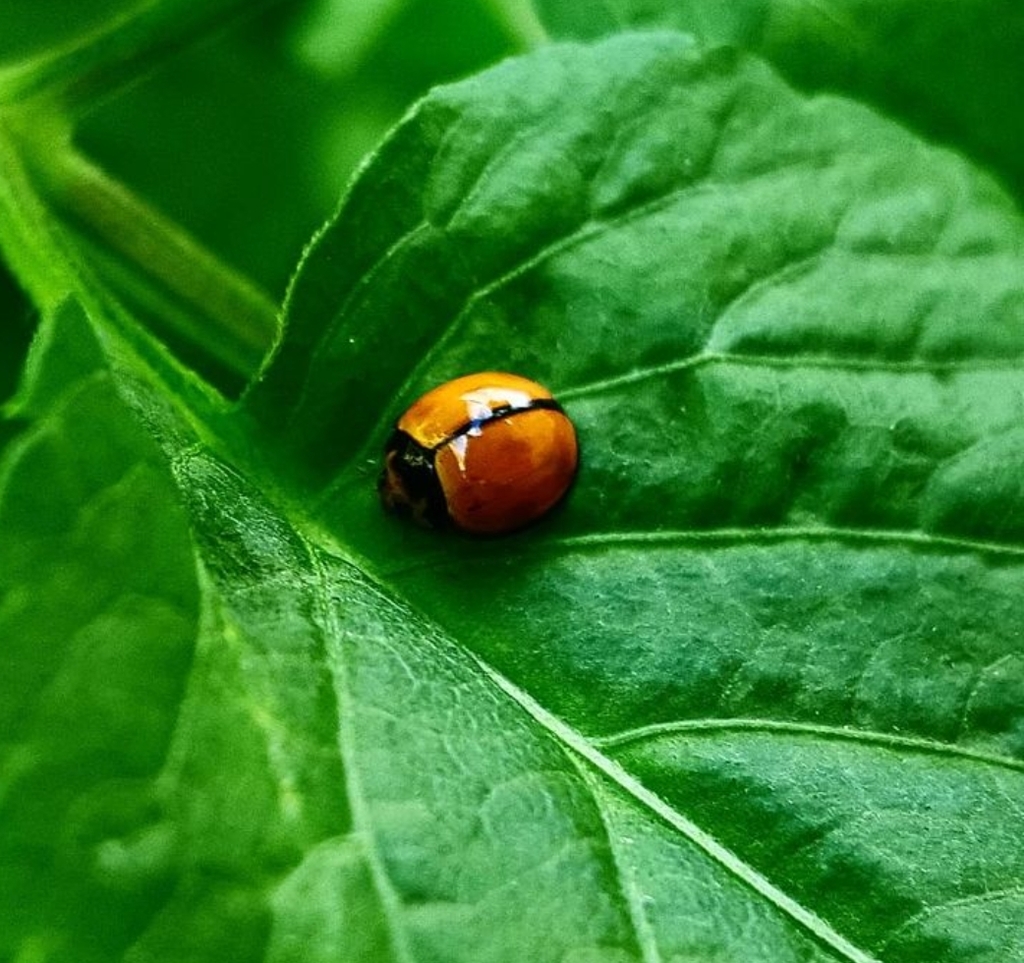 Discolored Lady Beetle from Tasik Ilmu UTM on May 13, 2022 by Syuhada ...
