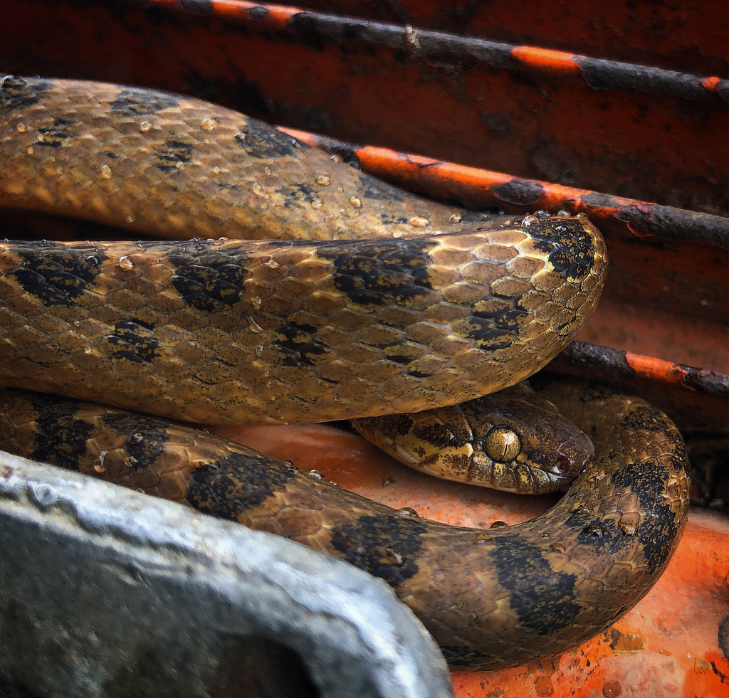 Ornate Cat-eyed Snake from Fusagasugá, Cundinamarca, CO on April 25 ...