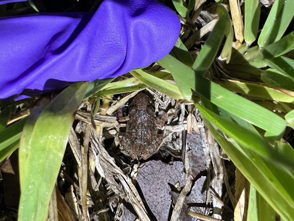 Greenhouse Frog from Everglades National Park, Homestead, FL, US on May ...