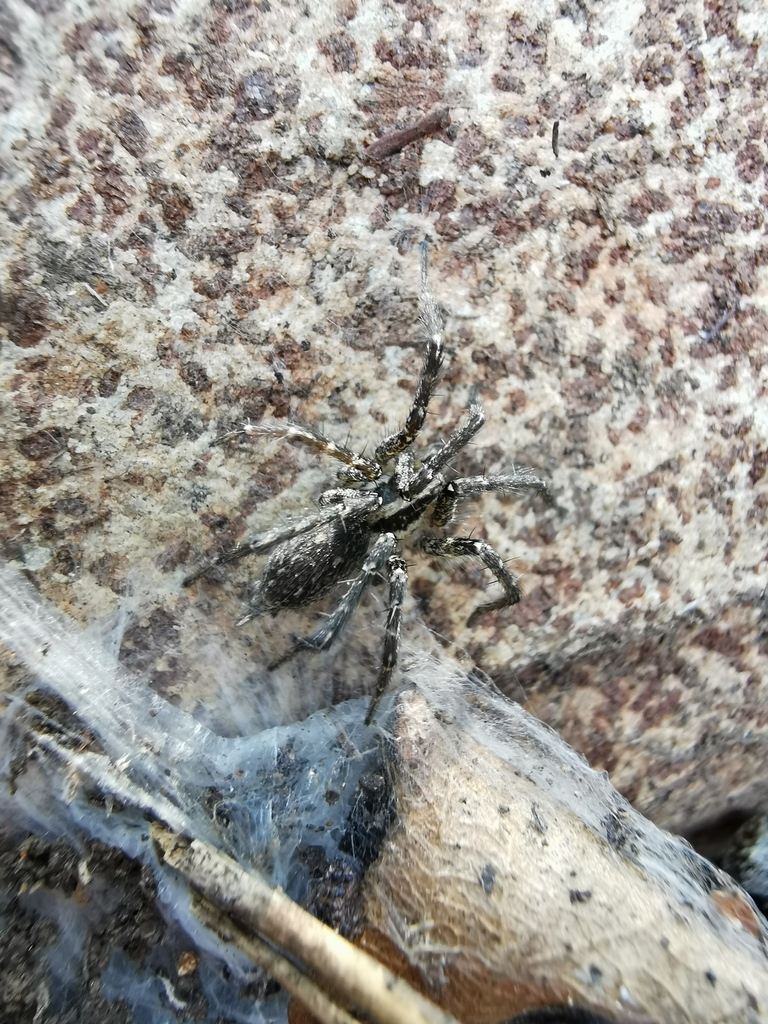 Benoit's Grass Funnel-web Spiders from Southern, South Africa on May 10 ...