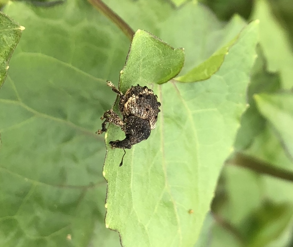 Desmidophorus hebes from Guia Hill Municipal Park, Macau, Macau, MO on ...