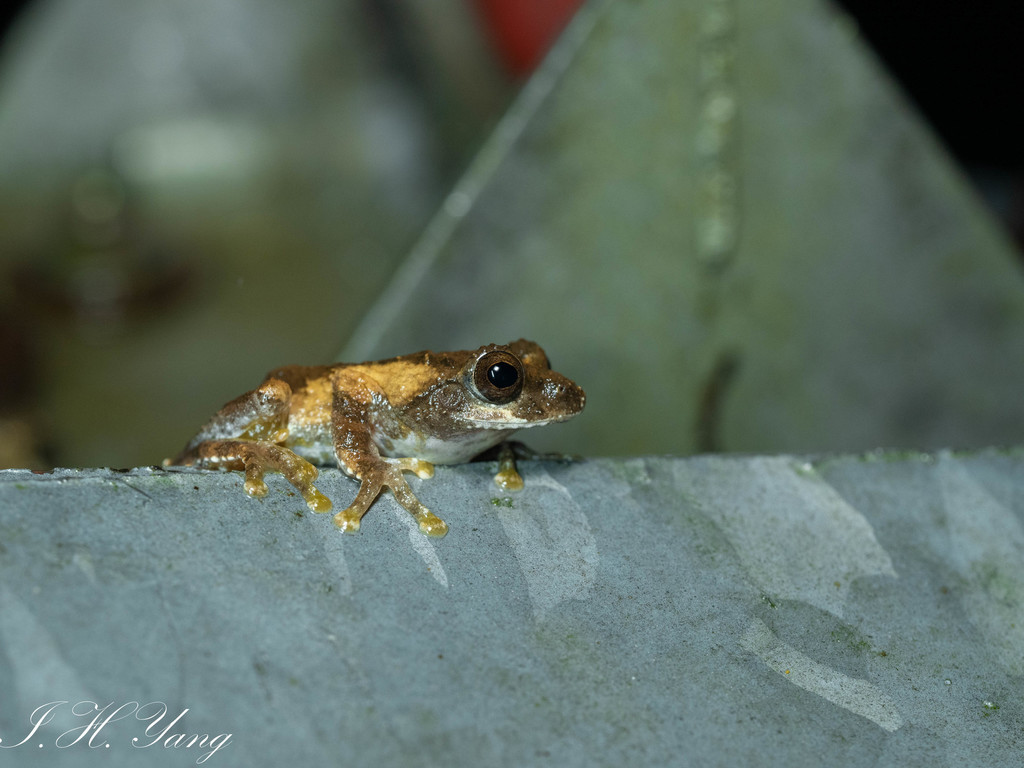 Temple Tree Frog from Kaohsiung, Kaohsiung, Taiwan on May 14, 2022 at ...