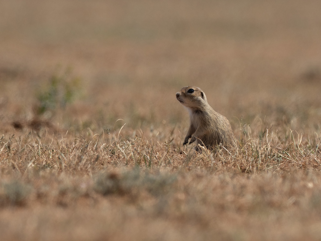 Little Ground Squirrel from Черноземельский р-н, Респ. Калмыкия, Россия ...