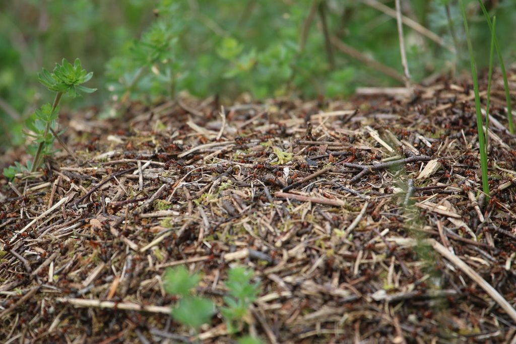 Formica polyctena × rufa in May 2022 by mrselenium · iNaturalist