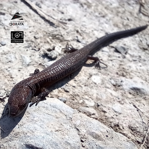 Bolivian Lightbulb Lizard (Proctoporus bolivianus) · iNaturalist