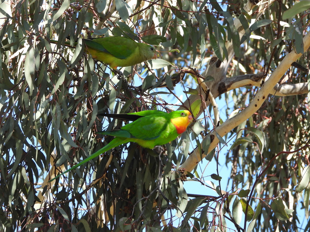 Superb Parrot from Gungahlin, ACT, Australia on May 17, 2022 at 12:36 ...
