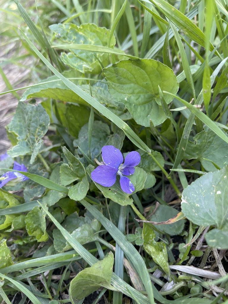common blue violet from Belle Isle Park, Detroit, MI, US on May 17 ...