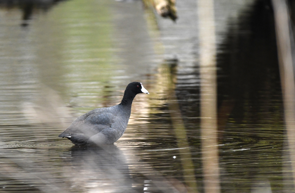 American Coot from Exner Marsh Nature Preserve; McHenry County, IL on ...