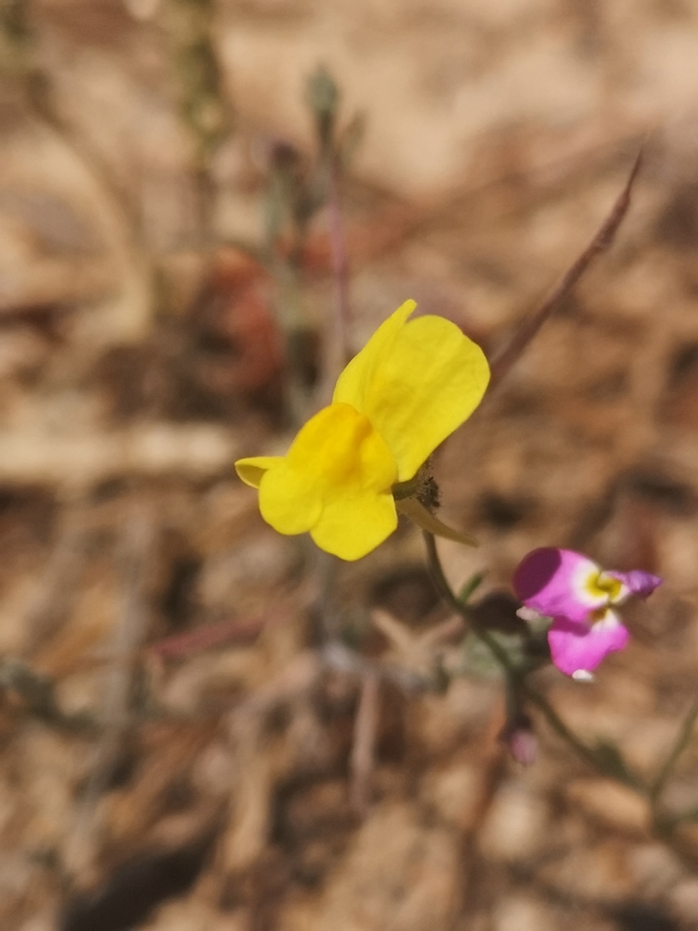 Ballast Toadflax from 8200-593 Pinhal do Concelho, Portugal on May 5 ...