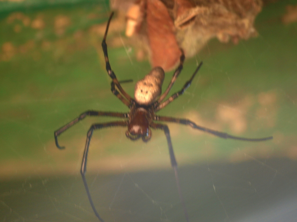 Madagascar Hermit Spider from Ifanadiana, Madagaskar on November 1 ...