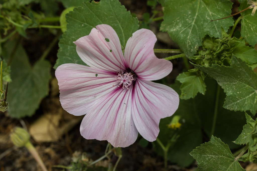 Royal Mallow from Southern Aegean, Greece on May 04, 2022 at 01:11 PM ...