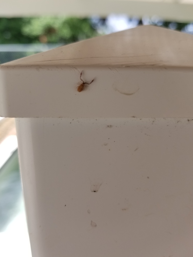 Pseudoscorpions from 7033 36th St E, Sarasota, FL 34243, USA on June 16 ...