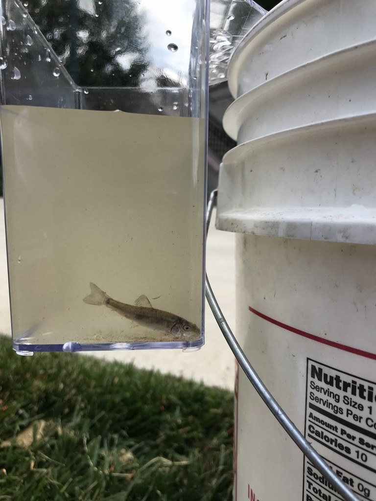 White Sucker in June 2018 by John Larsen · iNaturalist