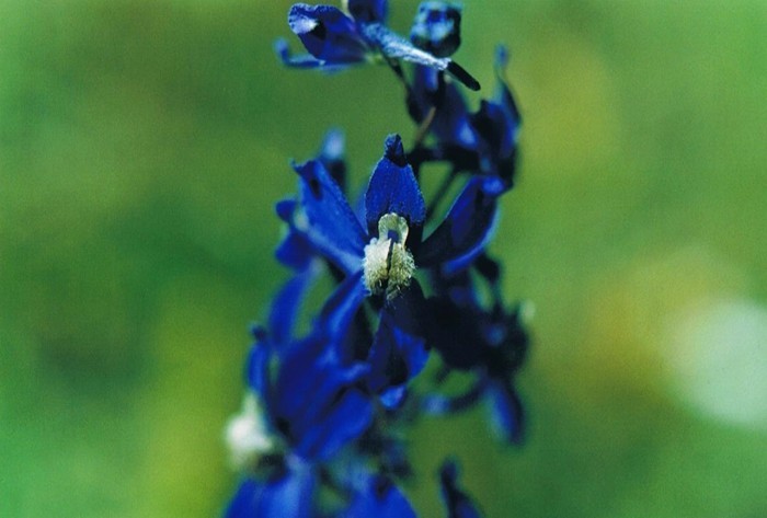 Sutherland's Larkspur from Montana, USA on July 1, 2005 by Gregg Below ...