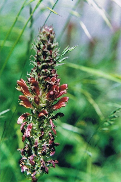Pedicularis bracteosa bracteosa from Montana, USA on July 01, 2005 by ...