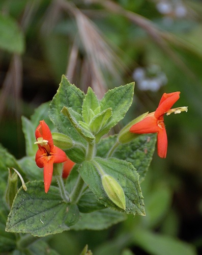 Scarlet Monkeyflower (Erythranthe cardinalis) · iNaturalist.org