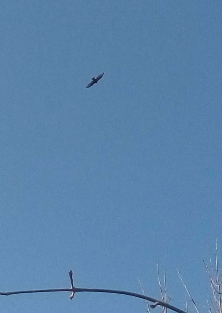 Turkey Vulture in May 2020 by Sindy Vee. I caught this Turkey Vulture ...