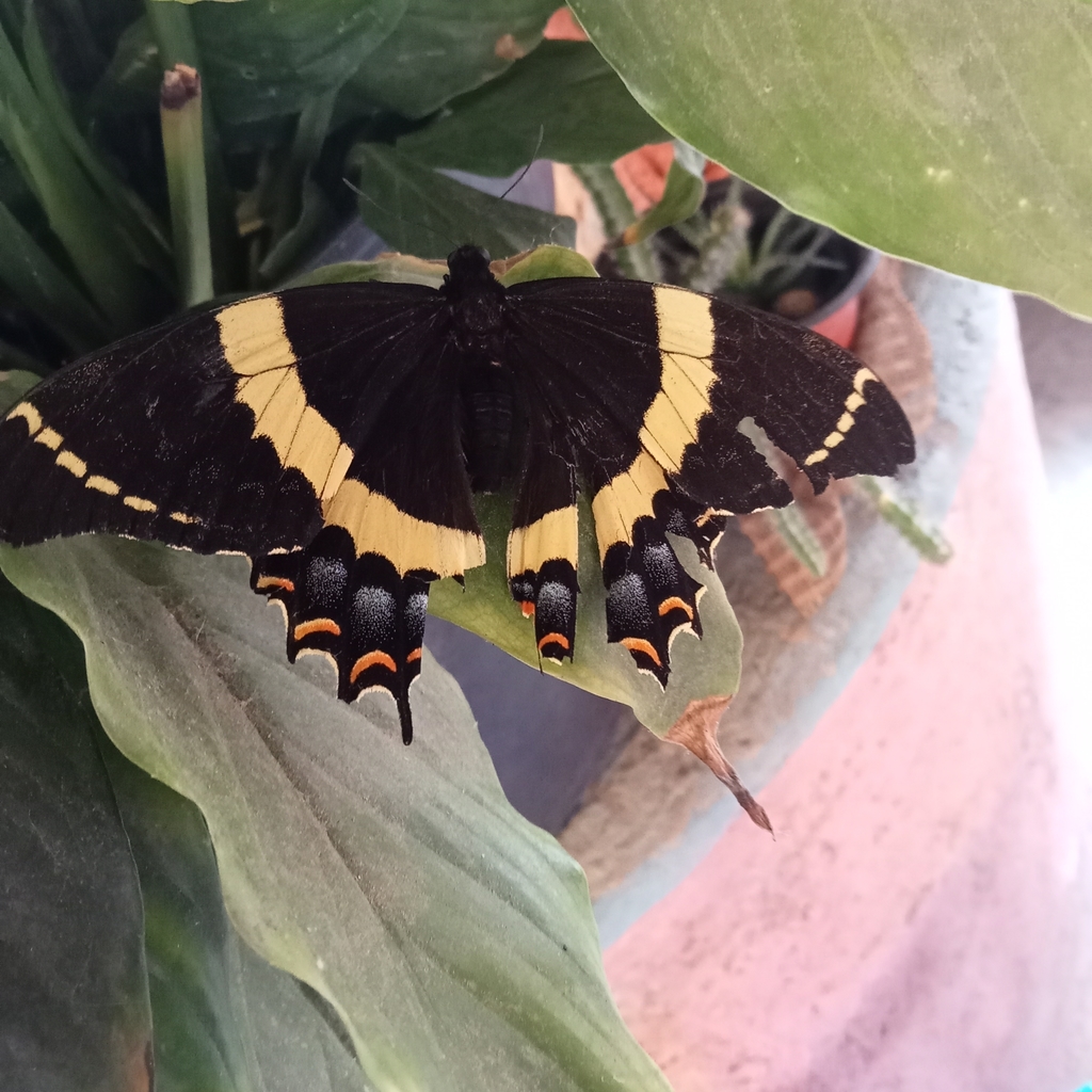 Magnificent Swallowtail from San Andrés Cuamilpa on May 17, 2022 at 02: ...