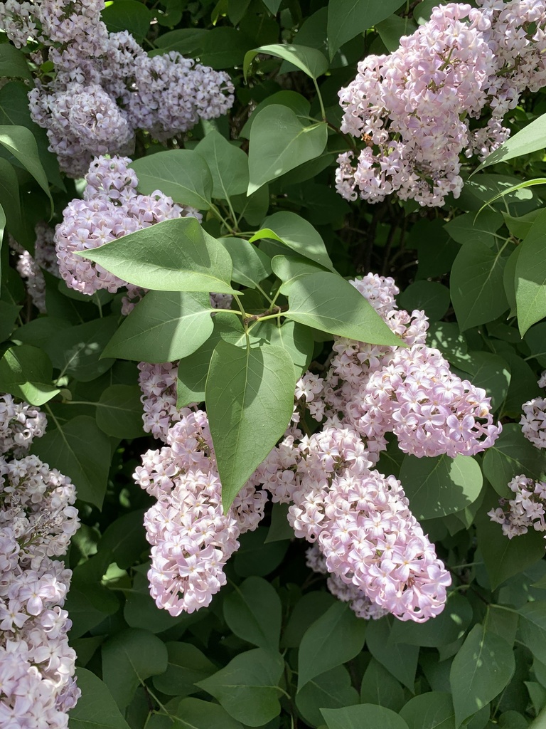 common lilac from University of Michigan Medical Center, Ann Arbor, MI ...