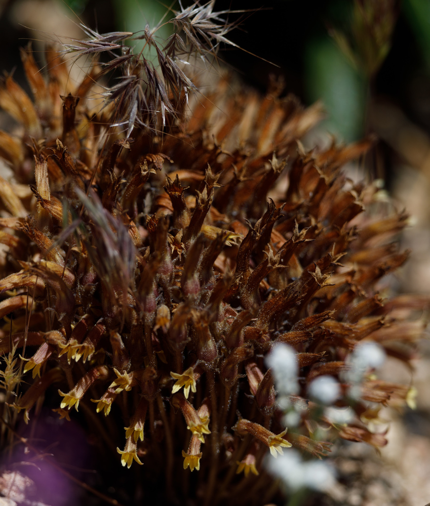 clustered broomrape from Angeles MRCA Open Space, Los Angeles ...