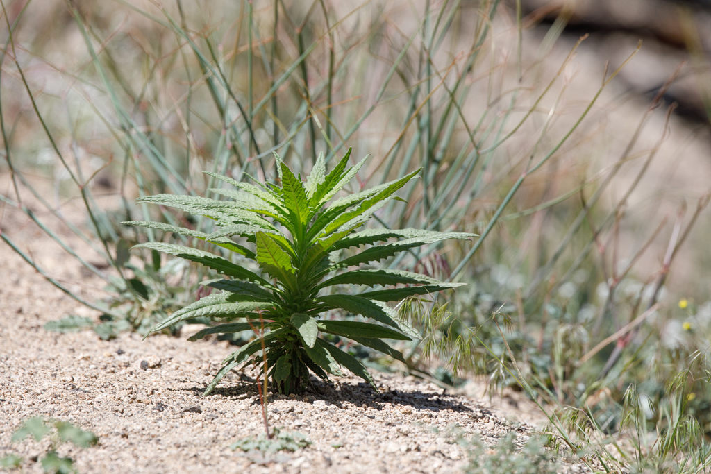 Poodle-dog bush from Los Angeles County, CA, USA on May 16, 2022 at 11: ...