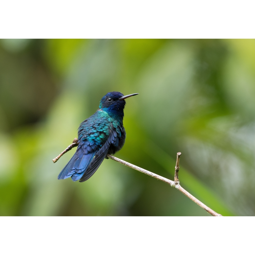 Blue-headed Hummingbird from Fonds-Saint-Denis on May 14, 2022 by Essy ...